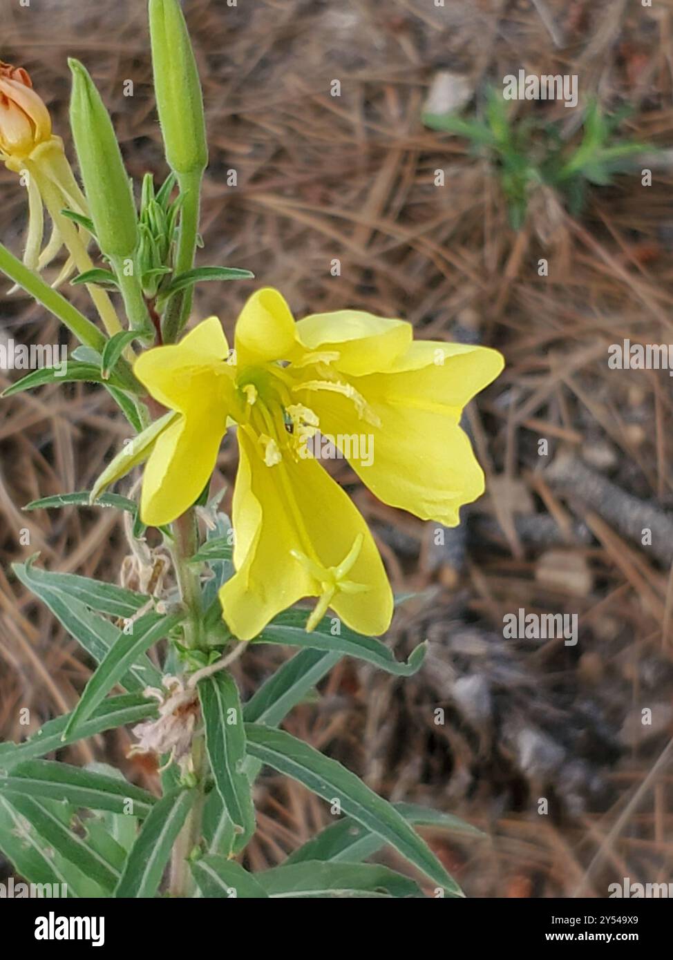 tall evening primrose (Oenothera elata) Plantae Stock Photo - Alamy