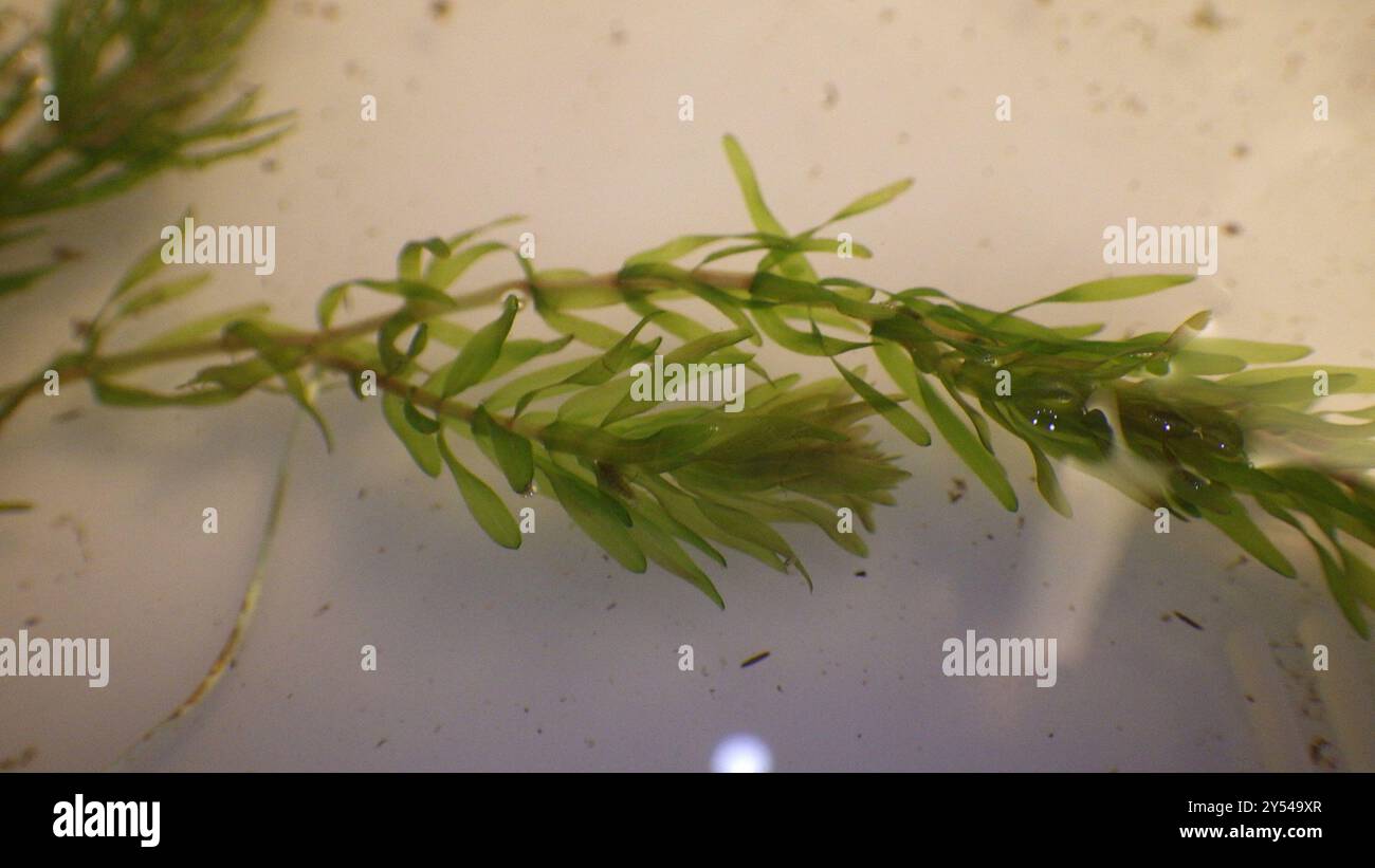waterweeds (Elodea) Plantae Stock Photo - Alamy