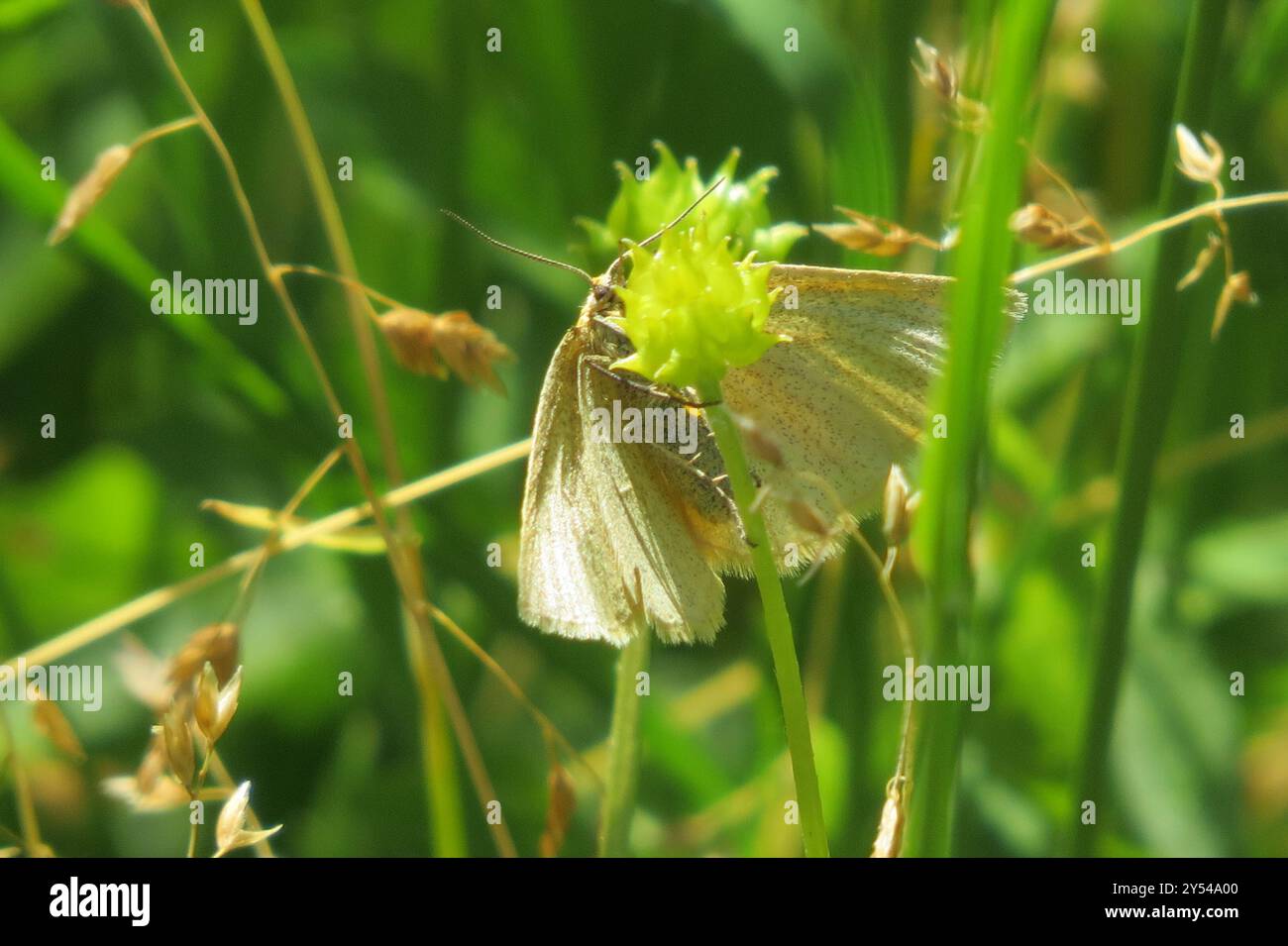 (Crocota tinctaria) Insecta Stock Photo - Alamy