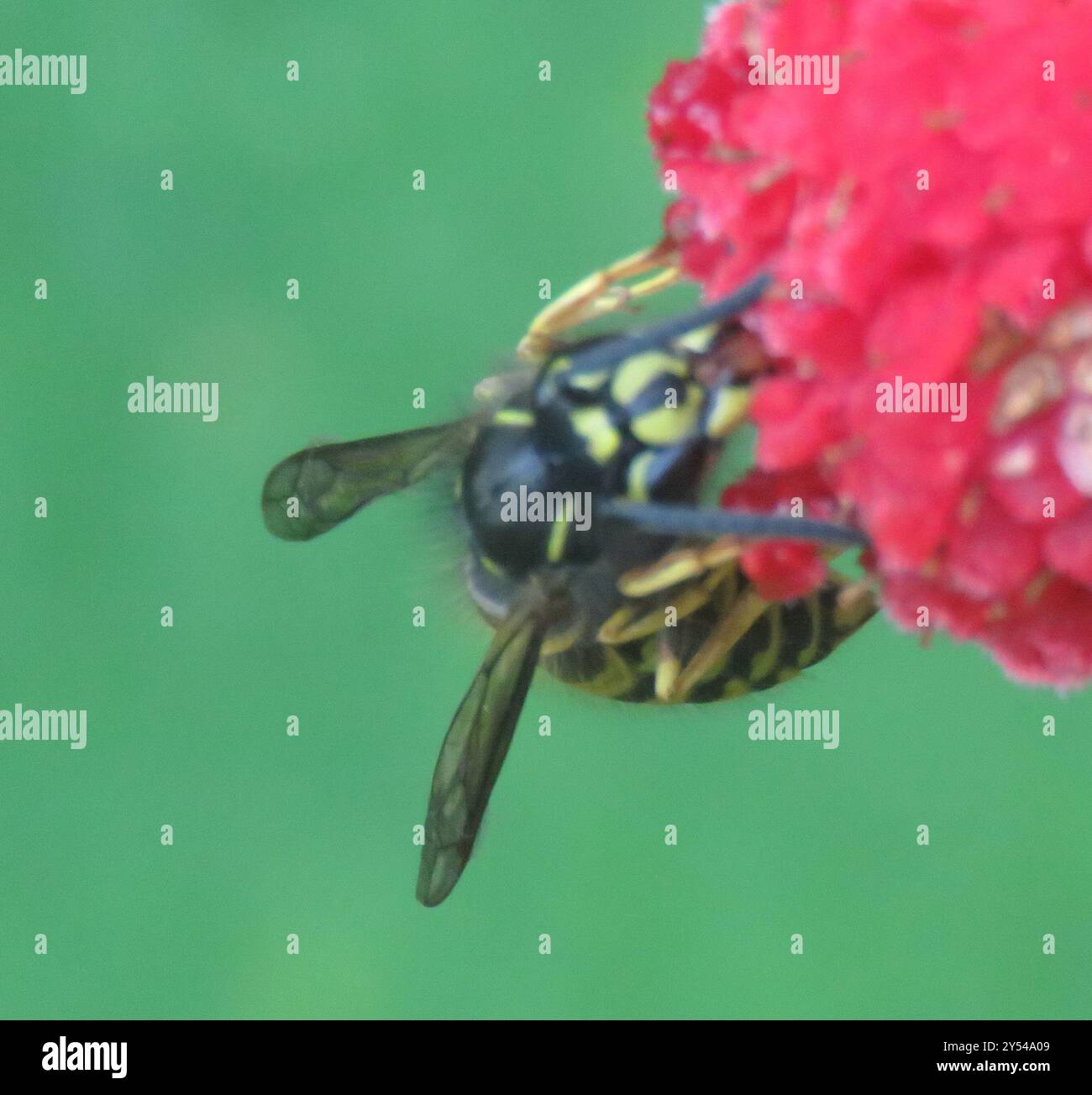 Alaska Yellowjacket (Vespula alascensis) Insecta Stock Photo - Alamy