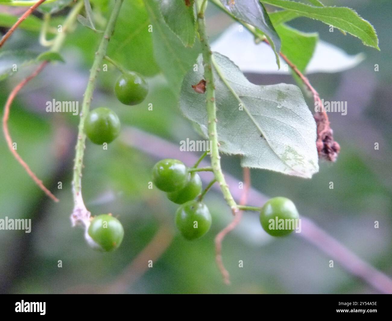 Bird Cherries (Padus) Plantae Stock Photo - Alamy
