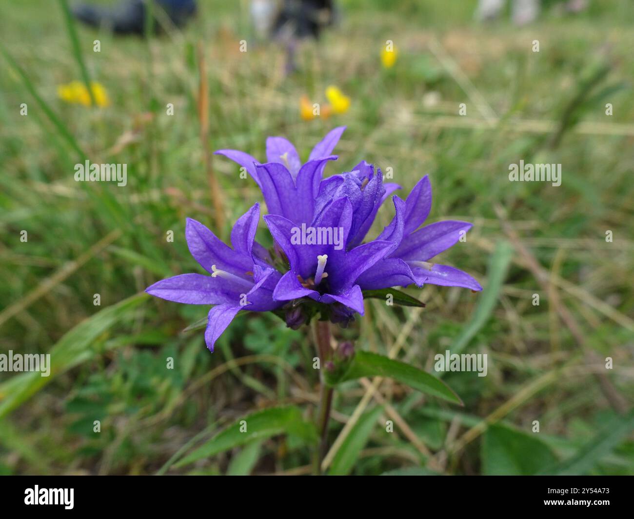 clustered bellflower (Campanula glomerata) Plantae Stock Photo - Alamy
