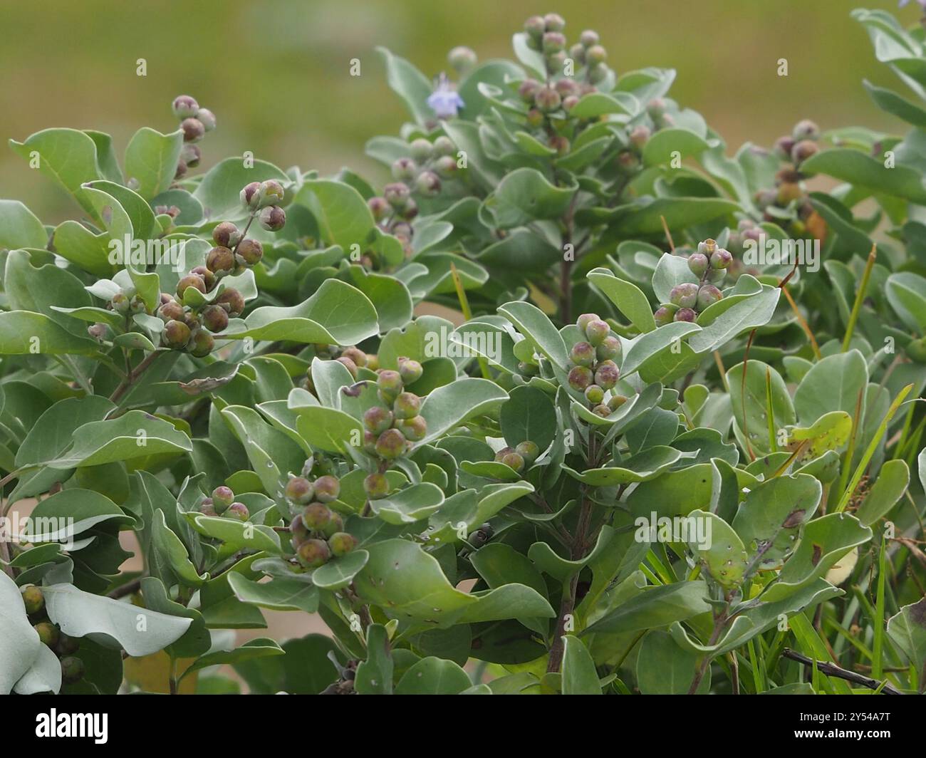 Beach Vitex (Vitex rotundifolia) Plantae Stock Photo - Alamy