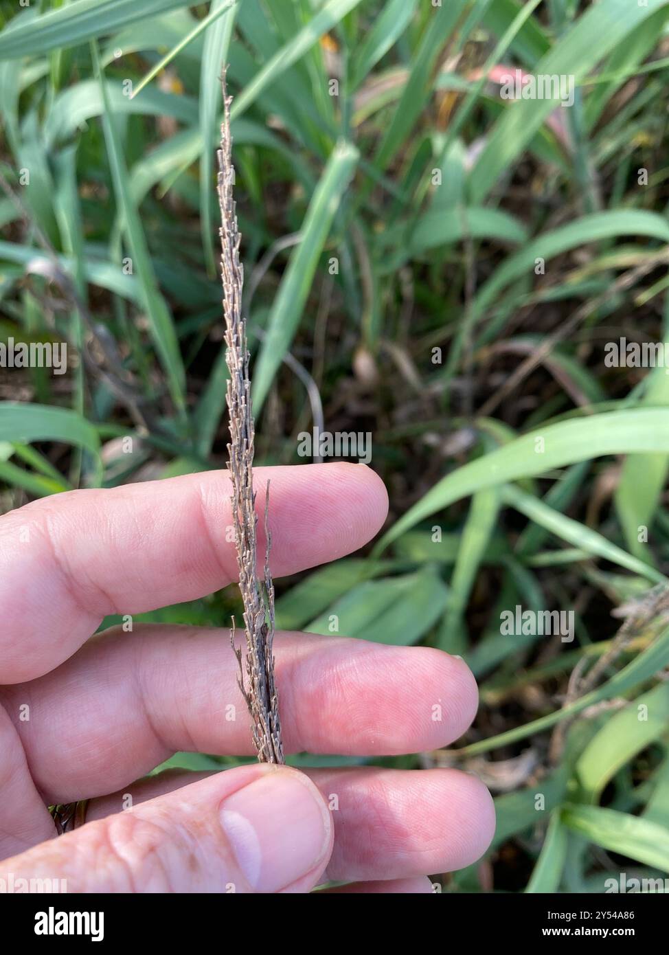Bitter Panicgrass (Panicum amarum) Plantae Stock Photo - Alamy