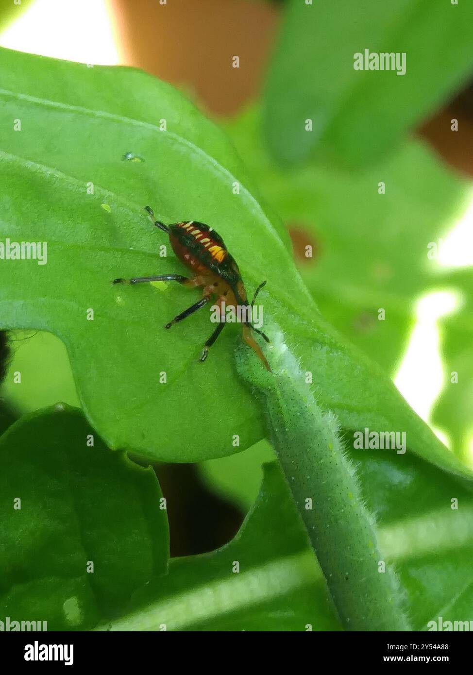 Predatory Stink Bugs (Asopinae) Insecta Stock Photo - Alamy