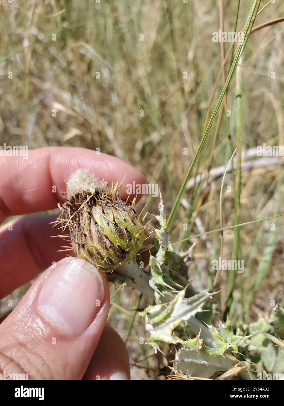 wavyleaf thistle (Cirsium undulatum) Plantae Stock Photo - Alamy