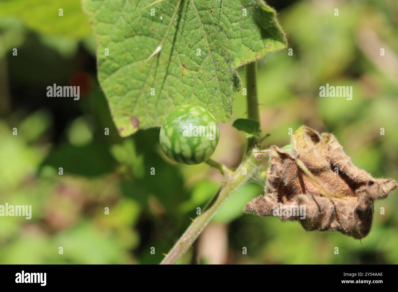 tropical soda-apple (Solanum viarum) Plantae Stock Photo - Alamy