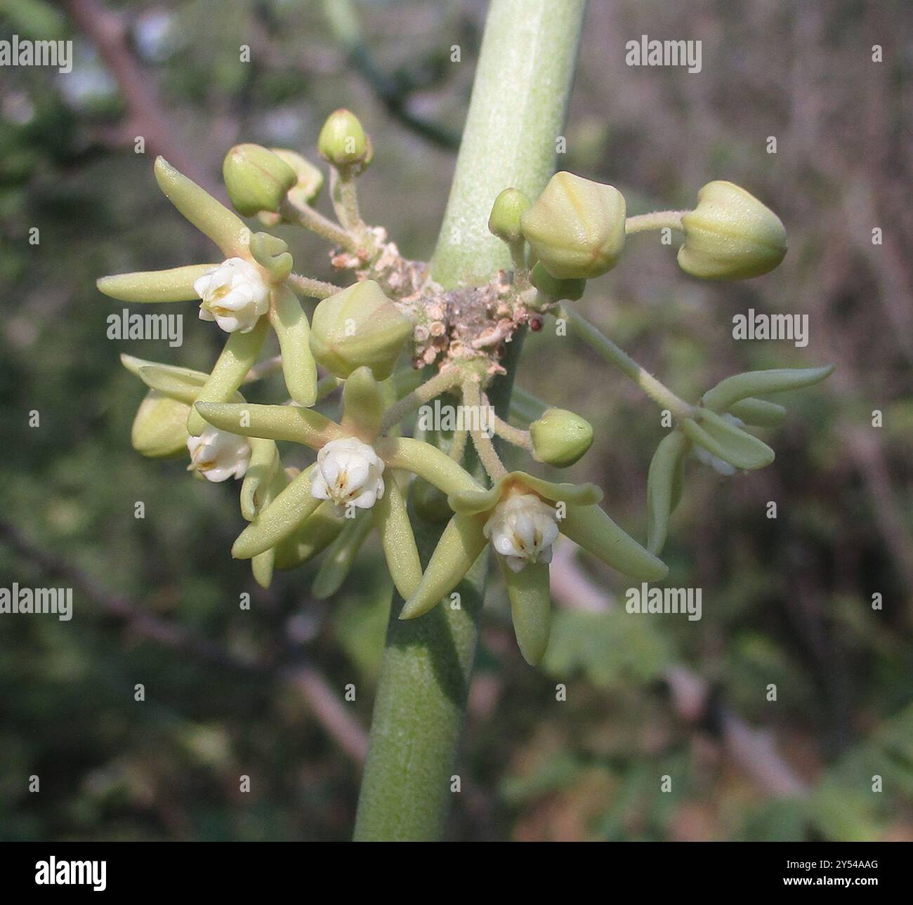 Caustic Vine (Cynanchum viminale) Plantae Stock Photo - Alamy