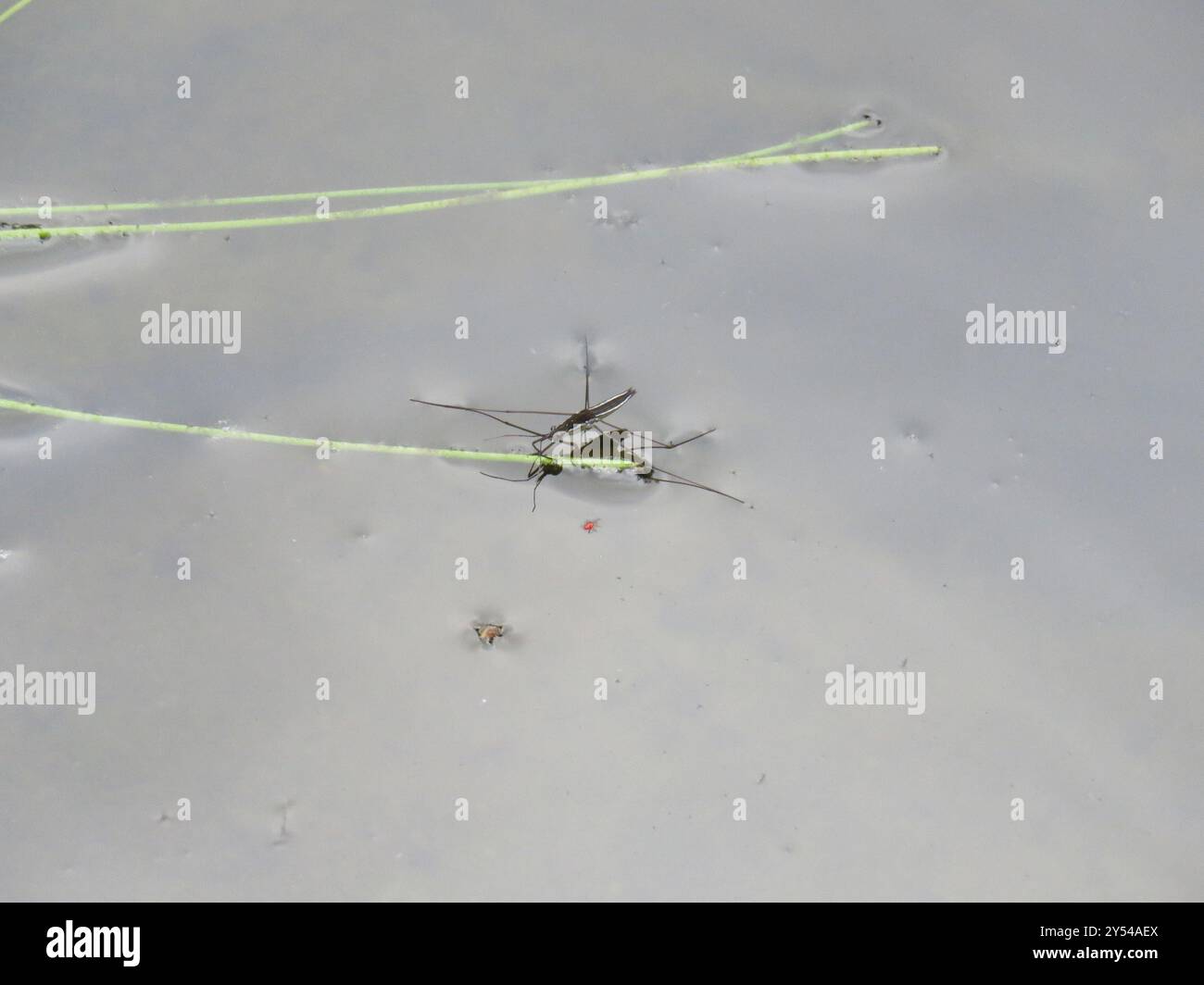 (Limnoporus canaliculatus) Insecta Stock Photo - Alamy