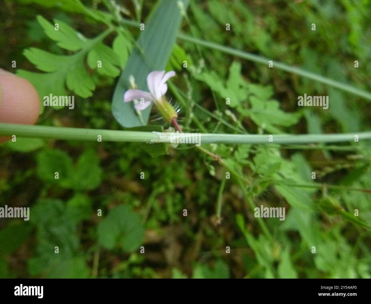 Wood Millet (Milium effusum) Plantae Stock Photo - Alamy