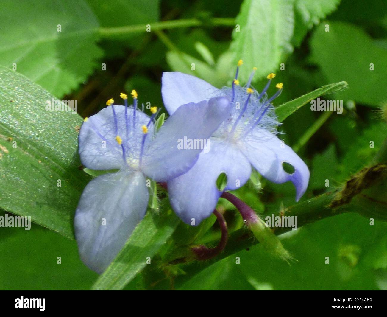 Zigzag Spiderwort (Tradescantia subaspera) Plantae Stock Photo - Alamy