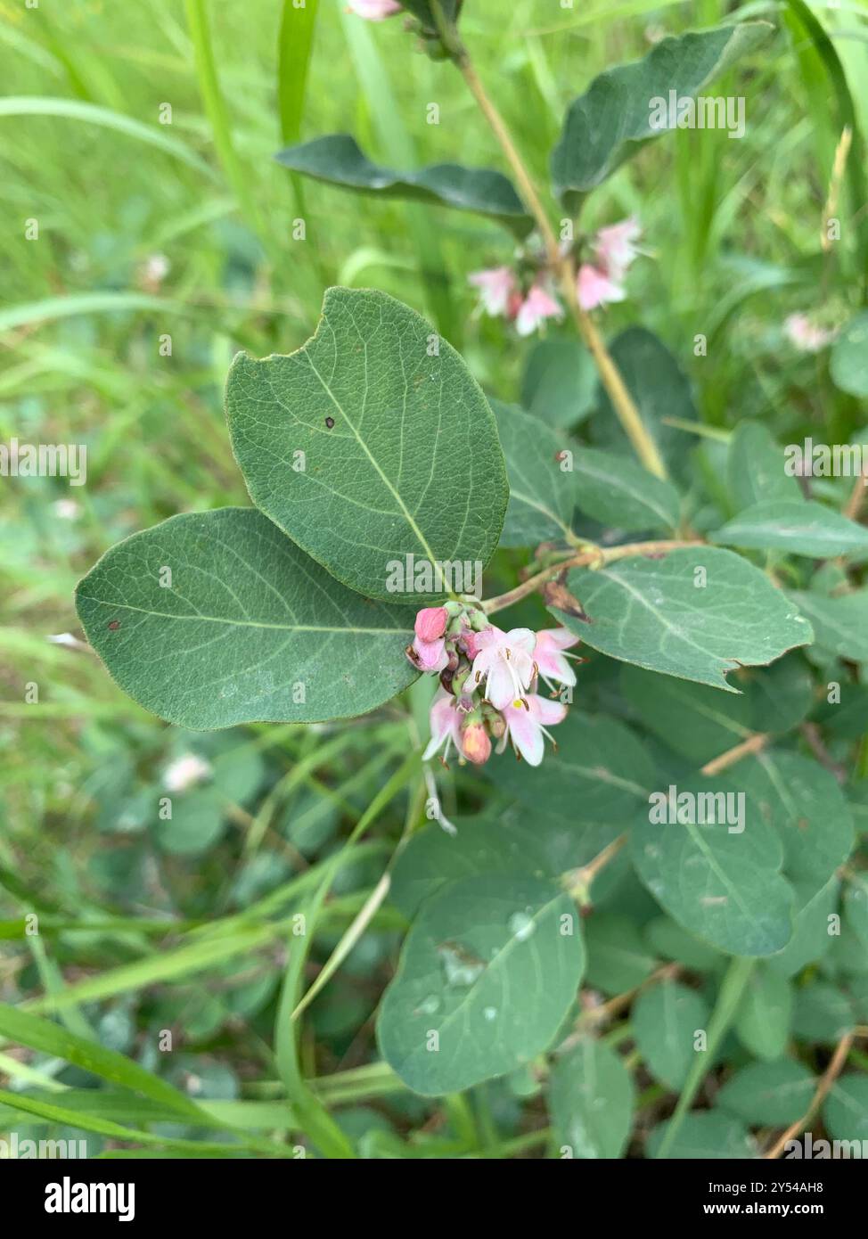 Western Snowberry (Symphoricarpos occidentalis) Plantae Stock Photo - Alamy