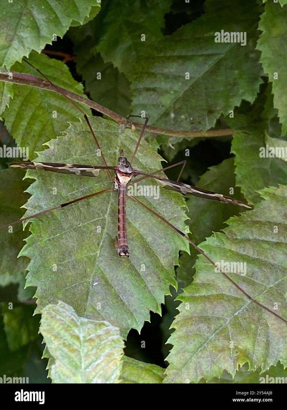 Giant cranefly (Tipula maxima) Insecta Stock Photo - Alamy