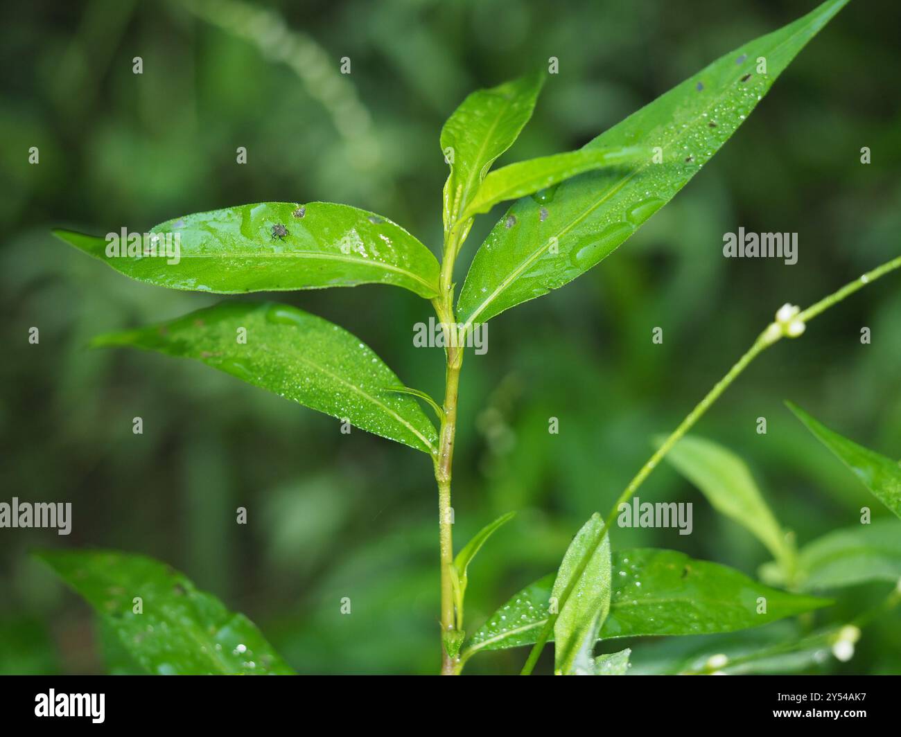 Dotted Smartweed (Persicaria punctata) Plantae Stock Photo - Alamy