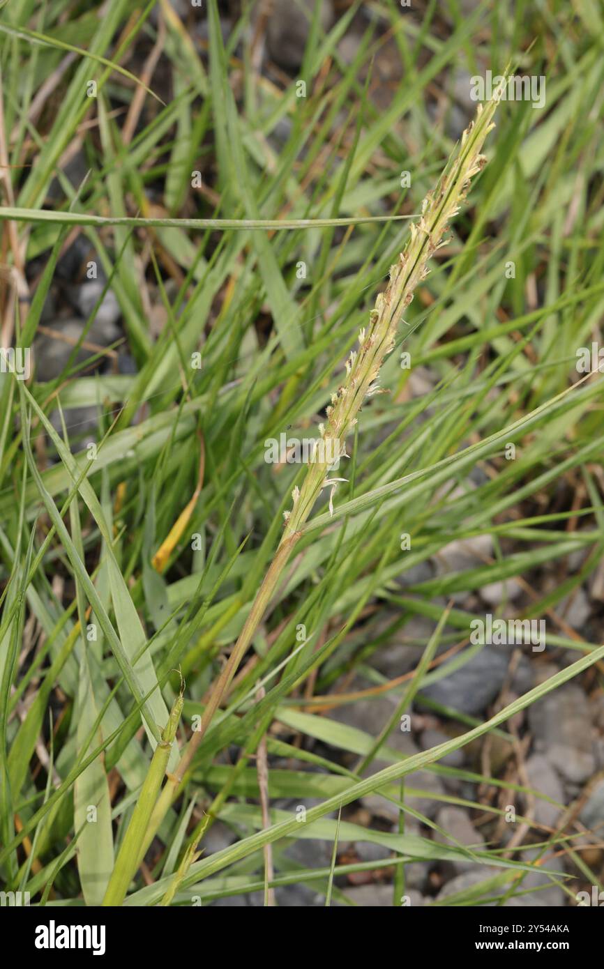 common cordgrass (Sporobolus anglicus) Plantae Stock Photo - Alamy