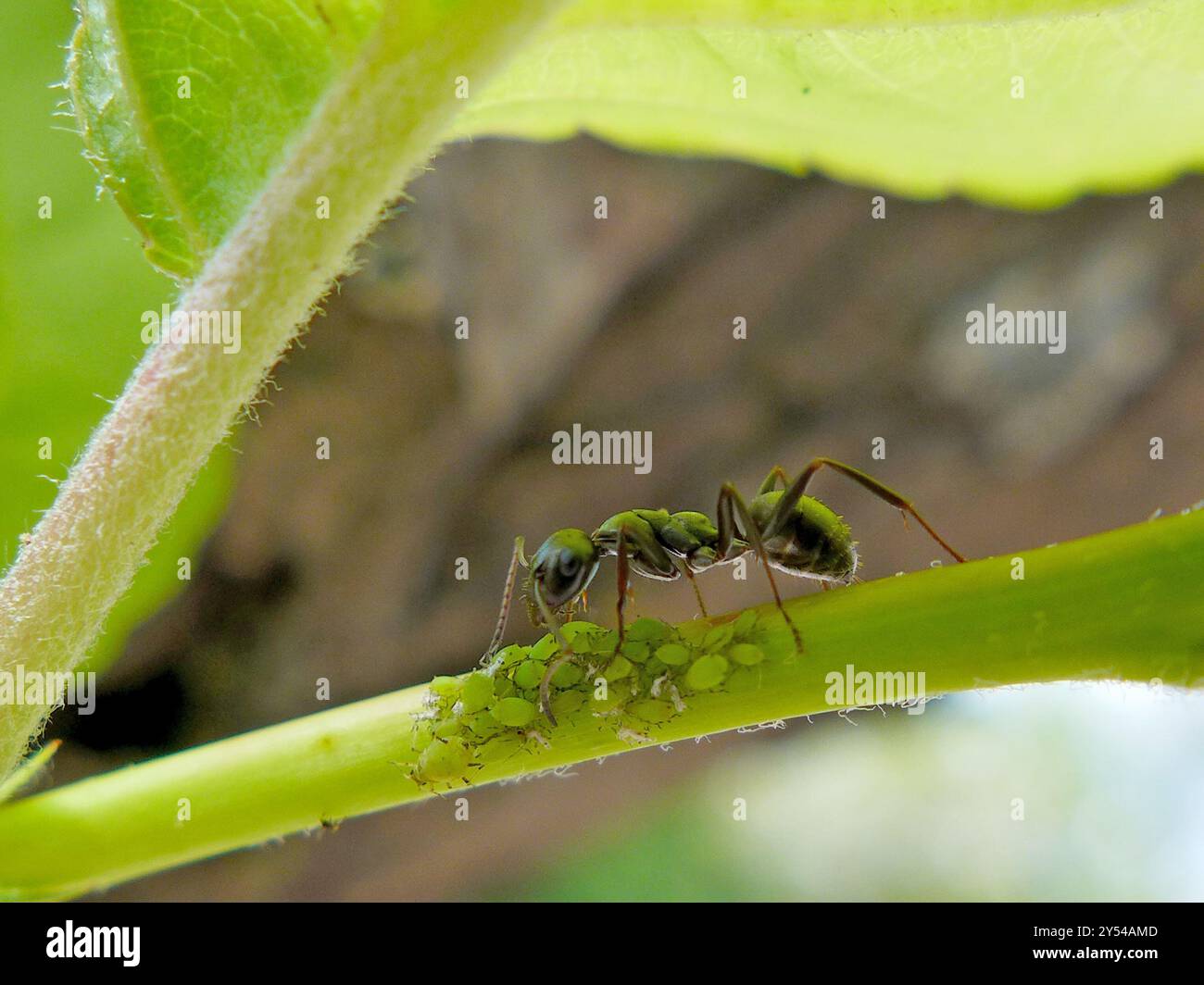 fusca-group Field Ants and Allies (Formica fusca) Insecta Stock Photo ...