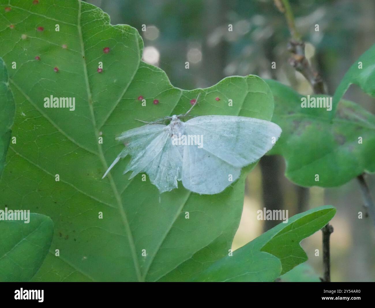 Common White Wave (Cabera pusaria) Insecta Stock Photo - Alamy