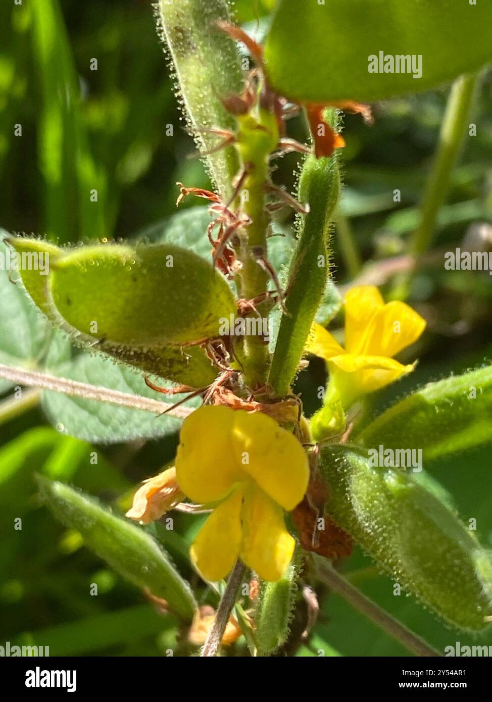 Twining Snoutbean (Rhynchosia tomentosa) Plantae Stock Photo - Alamy
