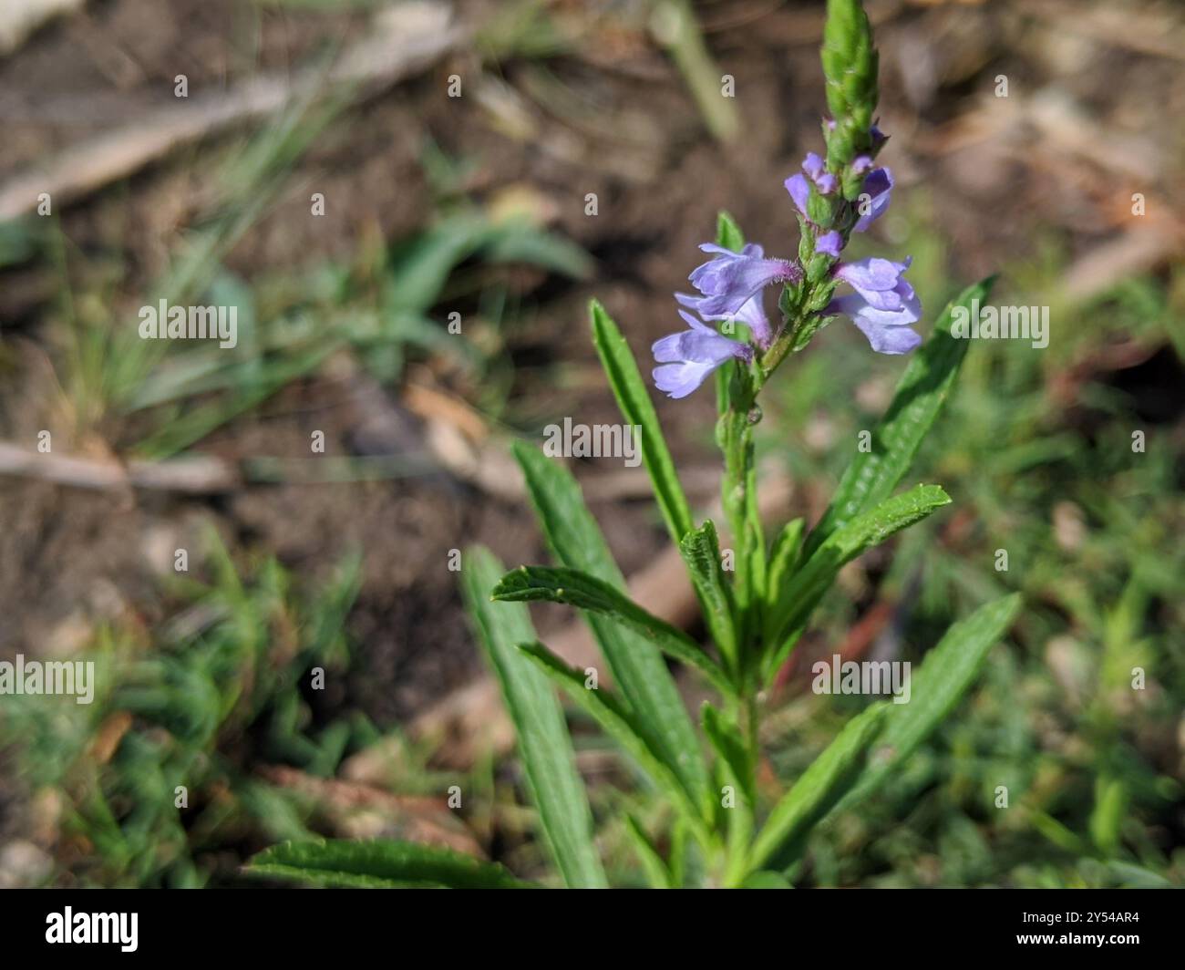 Narrowleaf Vervain (Verbena simplex) Plantae Stock Photo - Alamy