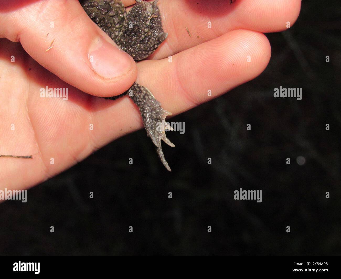 Sand Toad (Vandijkophrynus angusticeps) Amphibia Stock Photo - Alamy