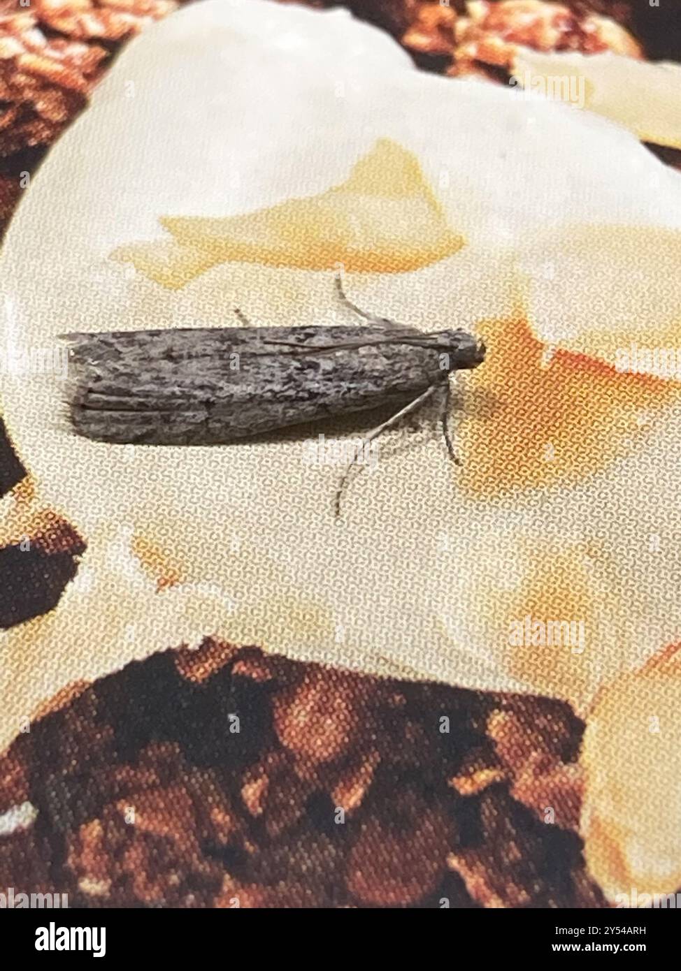 Mediterranean Flour Moth (Ephestia kuehniella) Insecta Stock Photo - Alamy