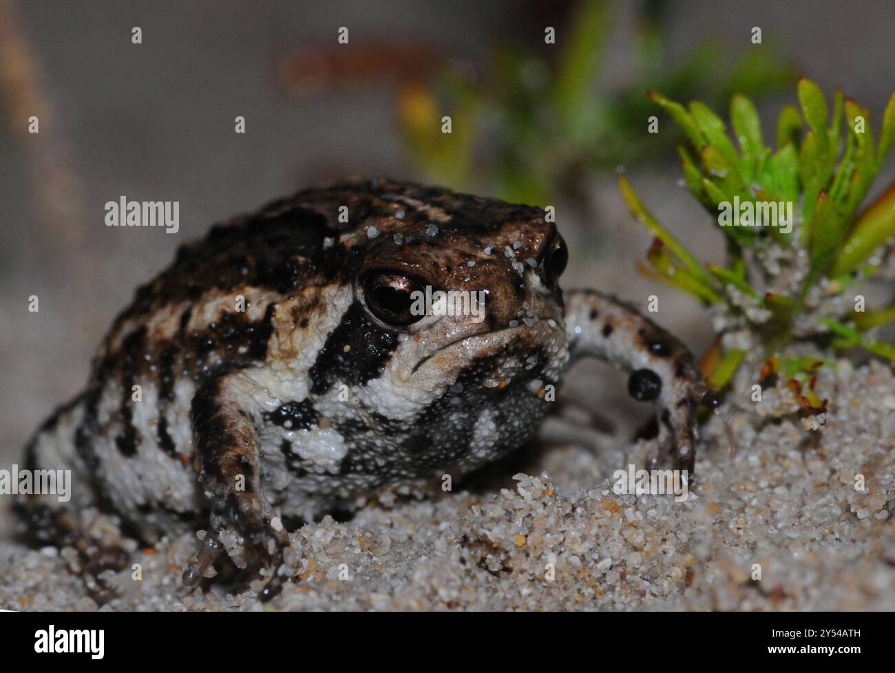 Sand Rain Frog (Breviceps rosei rosei) Amphibia Stock Photo - Alamy