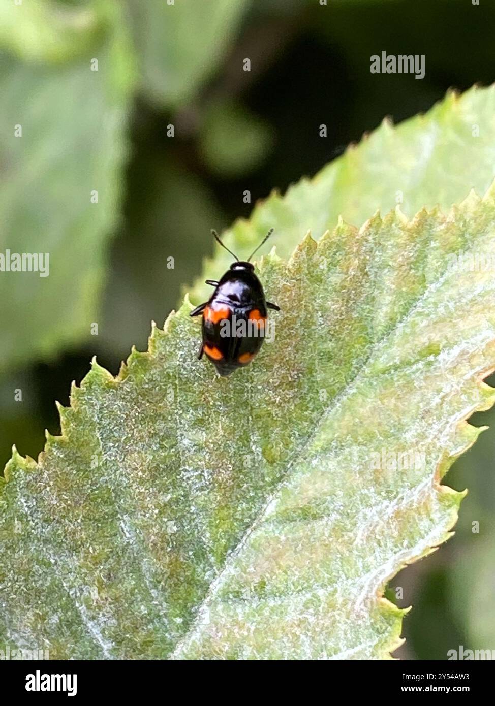Orange-spotted Scaphidium (Scaphidium quadrimaculatum) Insecta Stock ...