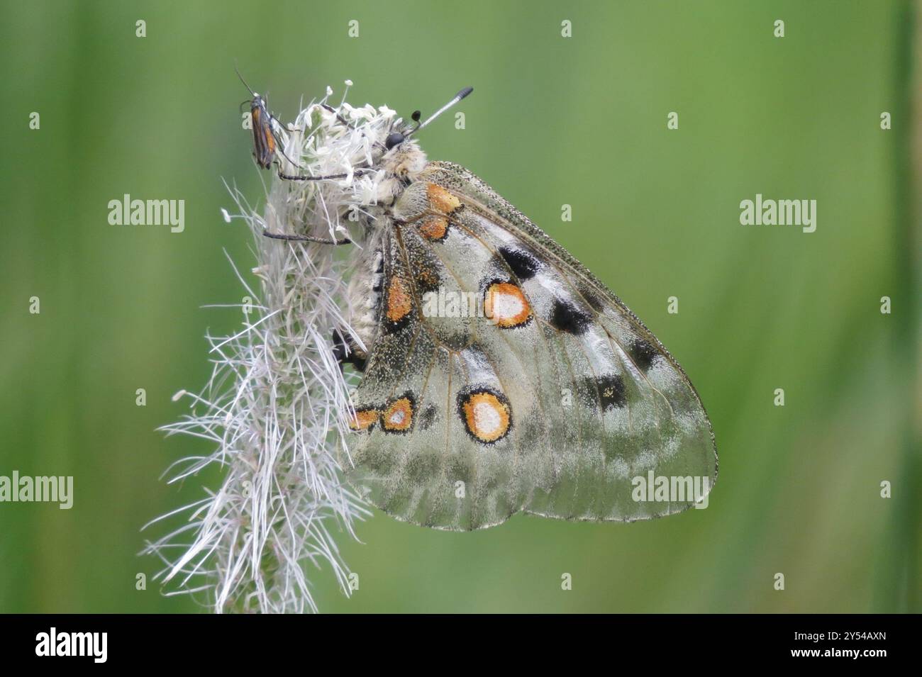 Apollo (Parnassius apollo) Insecta Stock Photo - Alamy