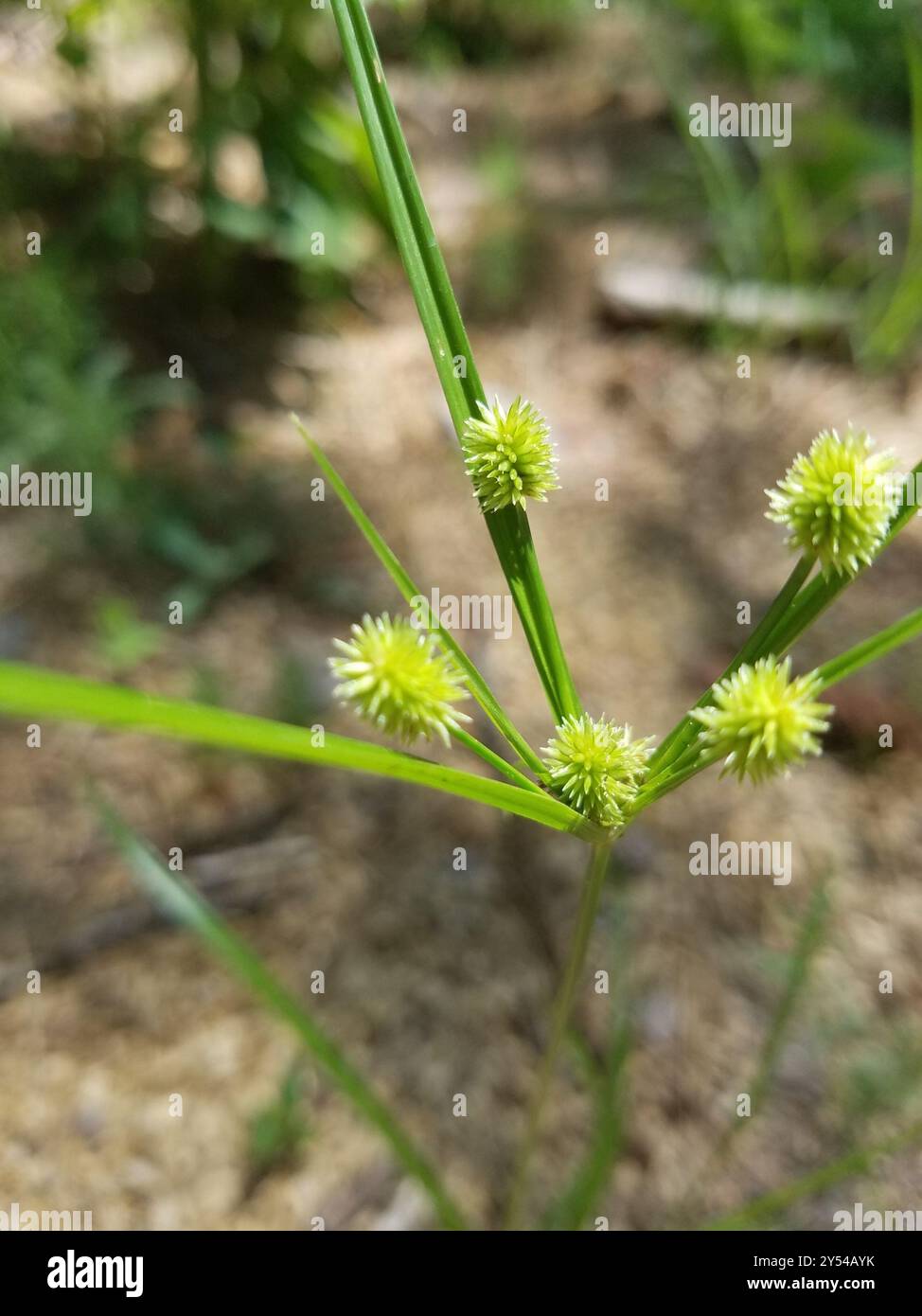 Pinebarren Flatsedge (Cyperus retrorsus) Plantae Stock Photo - Alamy