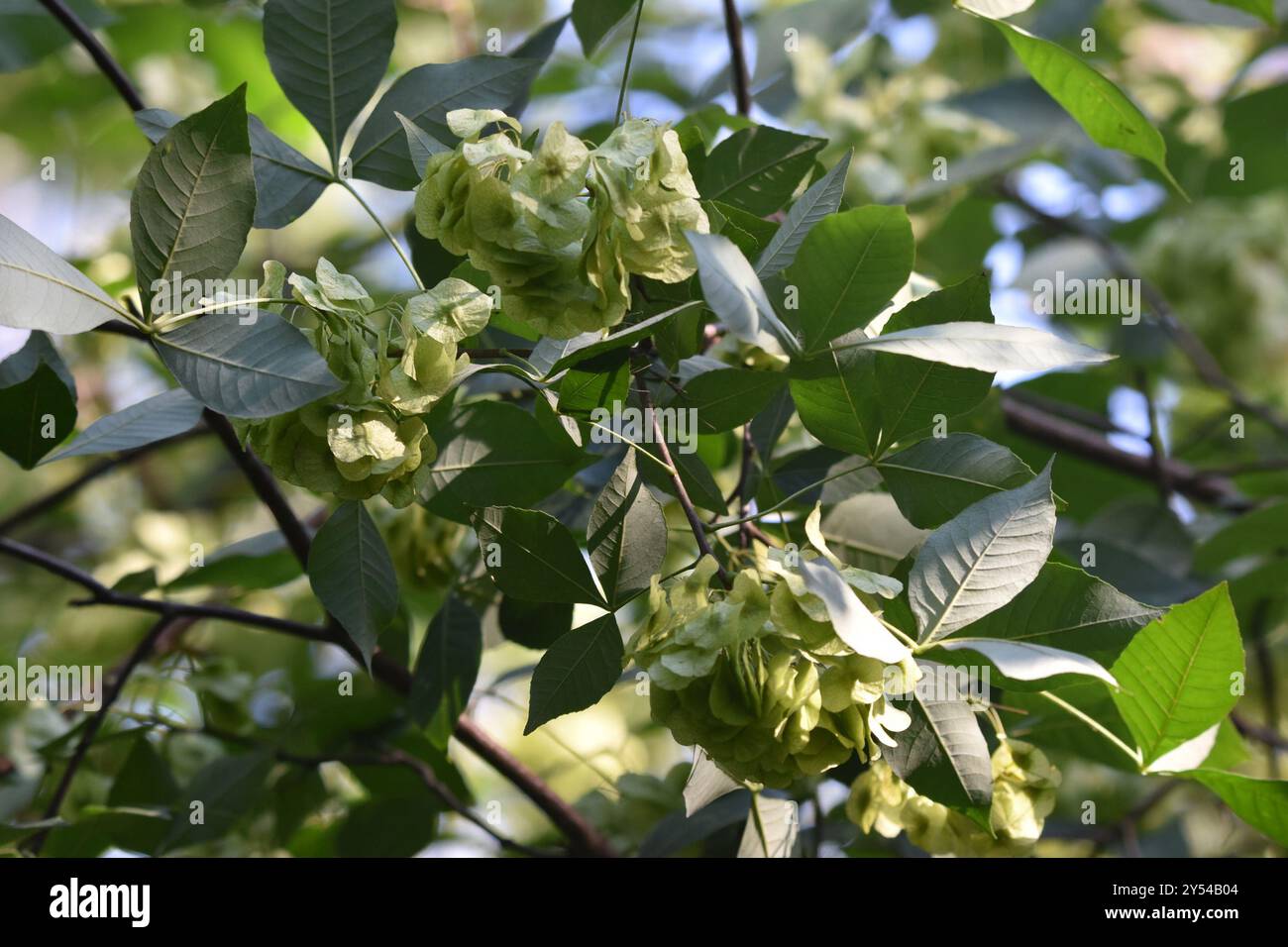 common hoptree (Ptelea trifoliata) Plantae Stock Photo - Alamy