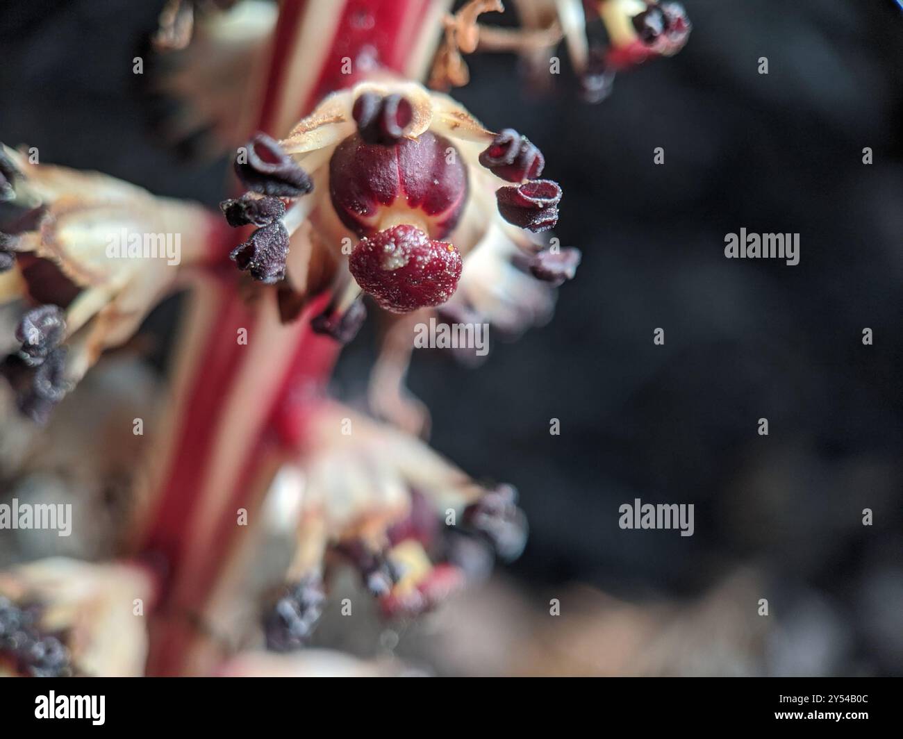 sugarstick (Allotropa virgata) Plantae Stock Photo - Alamy