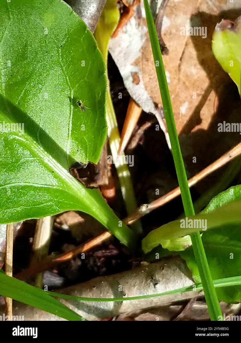 shinleaf (Pyrola elliptica) Plantae Stock Photo - Alamy