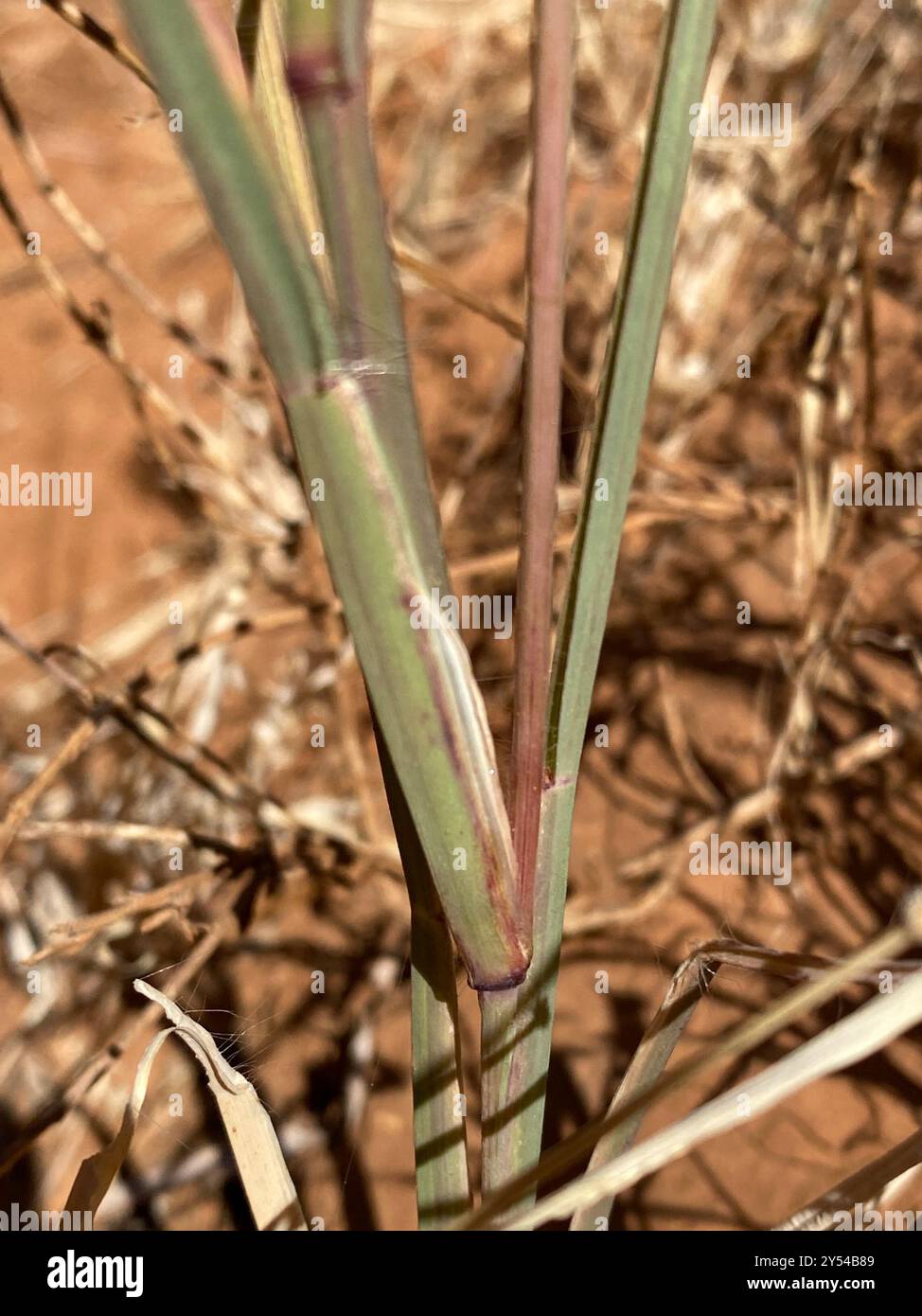 feather finger grass (Chloris virgata) Plantae Stock Photo - Alamy