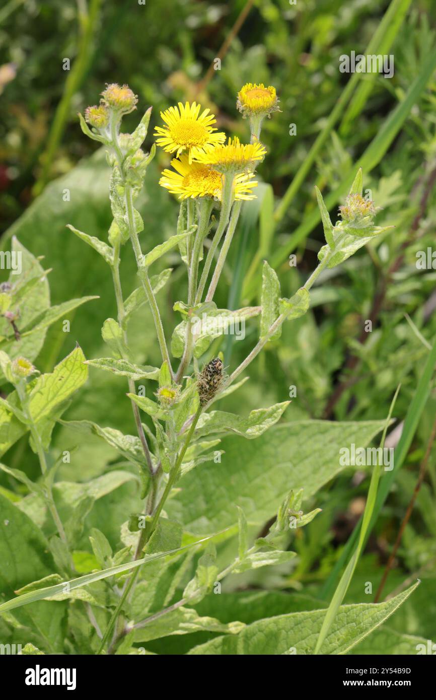 Common Fleabane (Pulicaria dysenterica) Plantae Stock Photo - Alamy