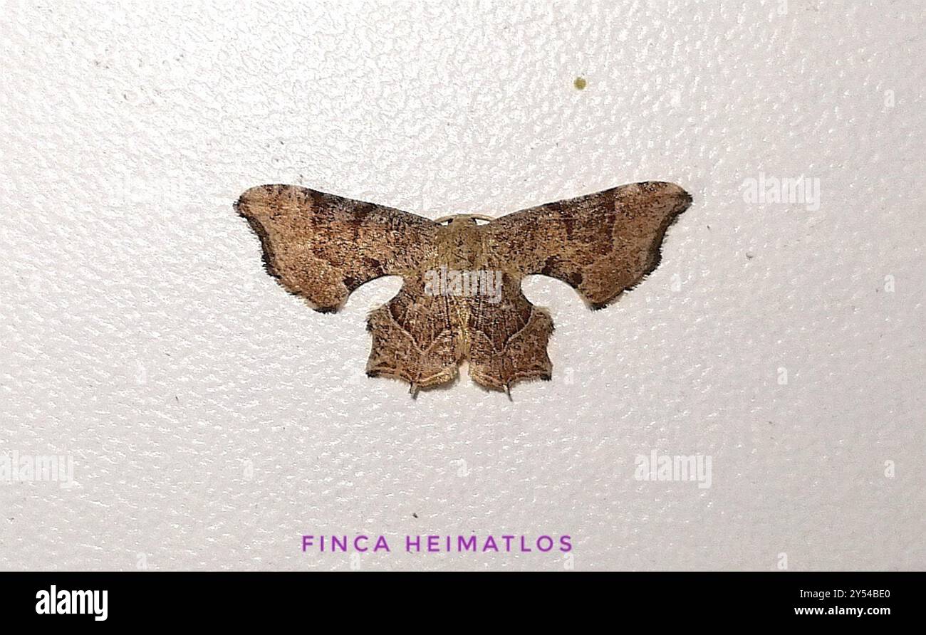 Scoopwing Moths (Epipleminae) Insecta Stock Photo - Alamy