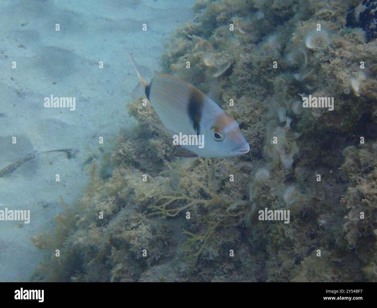 Common Two-banded Seabream (Diplodus vulgaris) Actinopterygii Stock ...