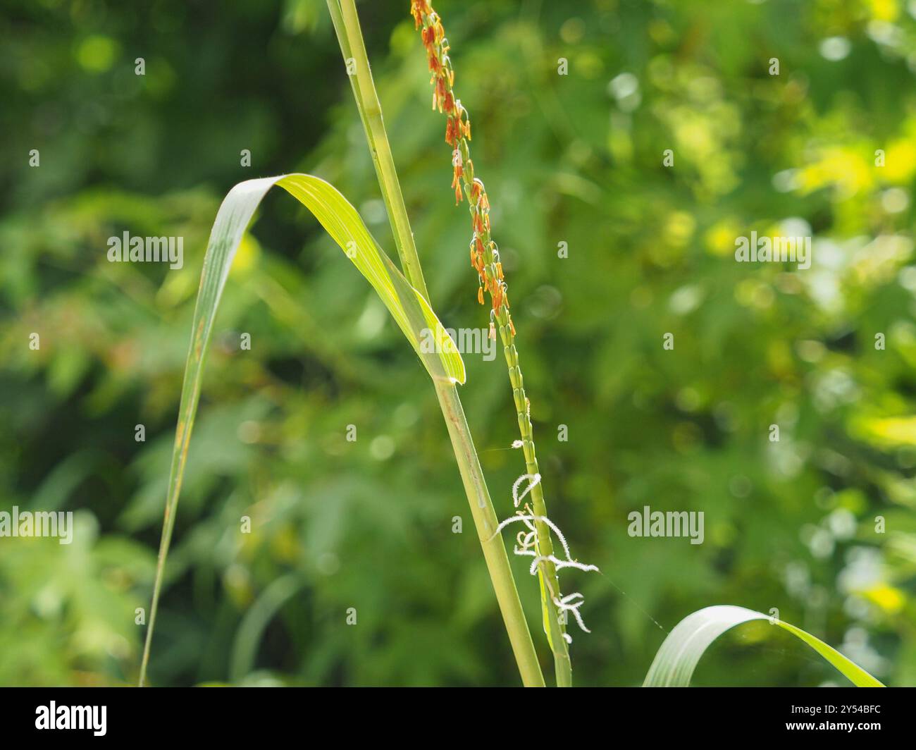 eastern gamagrass (Tripsacum dactyloides) Plantae Stock Photo - Alamy