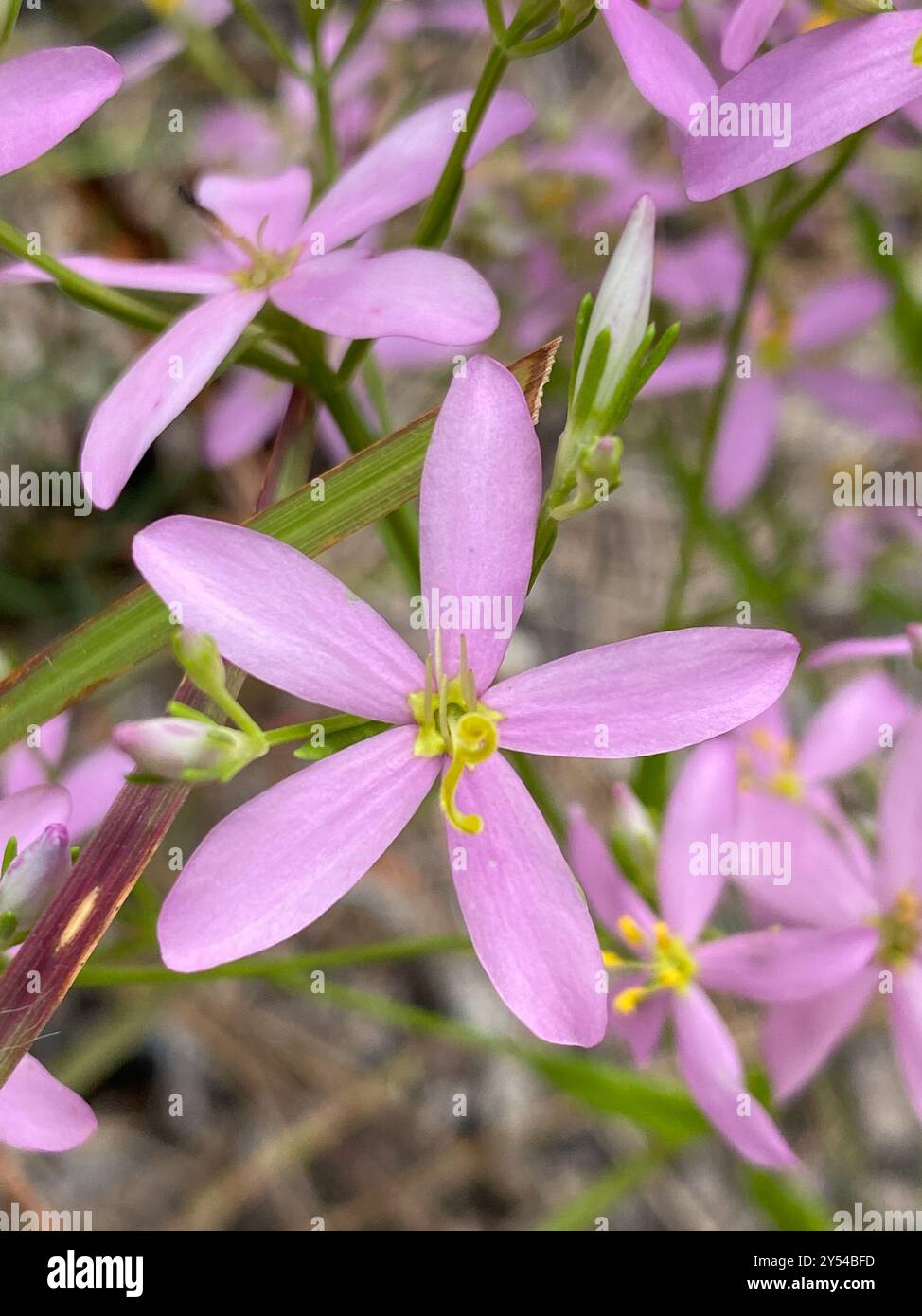 narrowleaf rose-pink (Sabatia brachiata) Plantae Stock Photo - Alamy