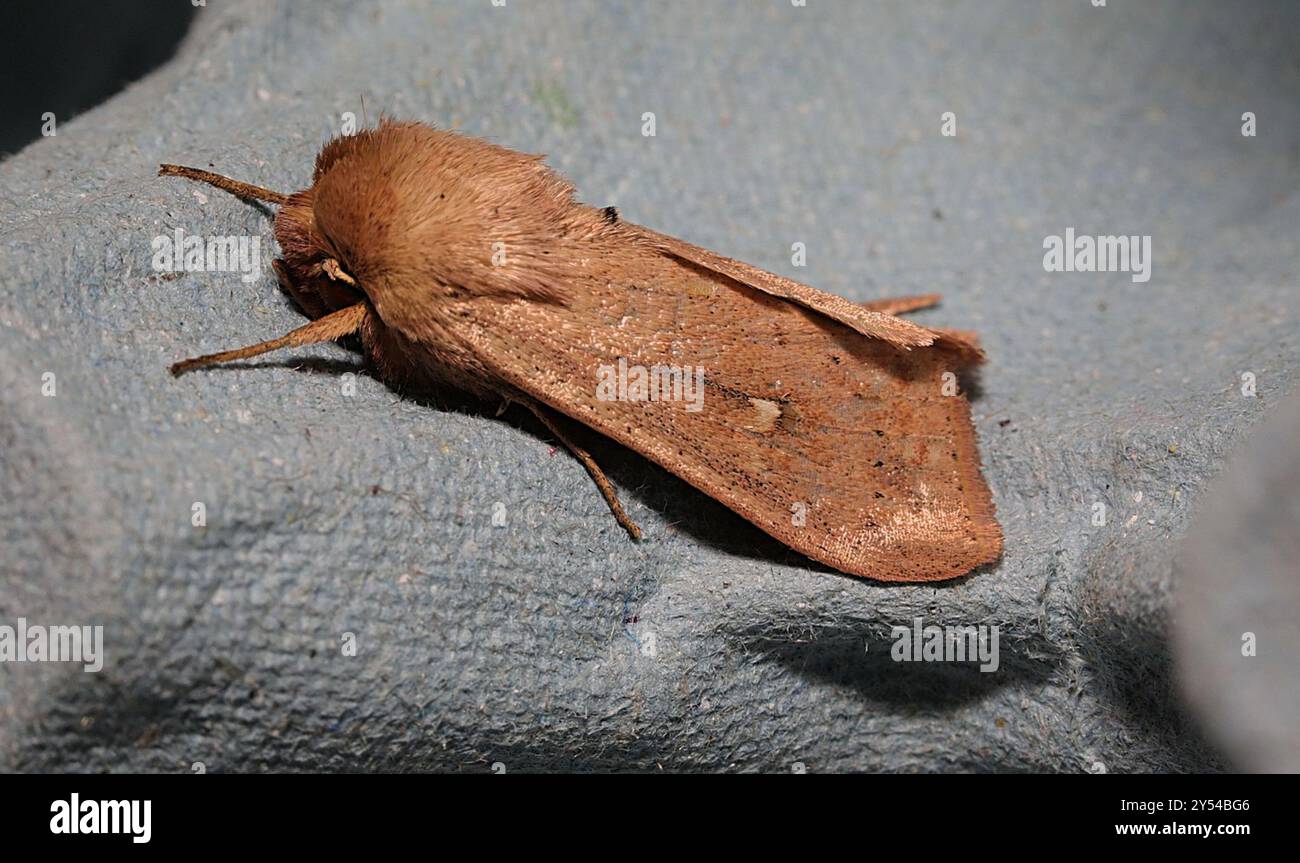 The Clay (Mythimna ferrago) Insecta Stock Photo - Alamy