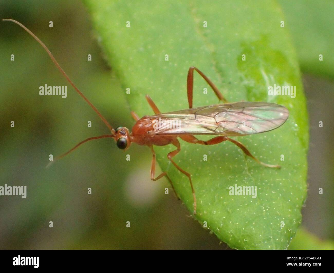 Ichneumonid and Braconid Wasps (Ichneumonoidea) Insecta Stock Photo - Alamy