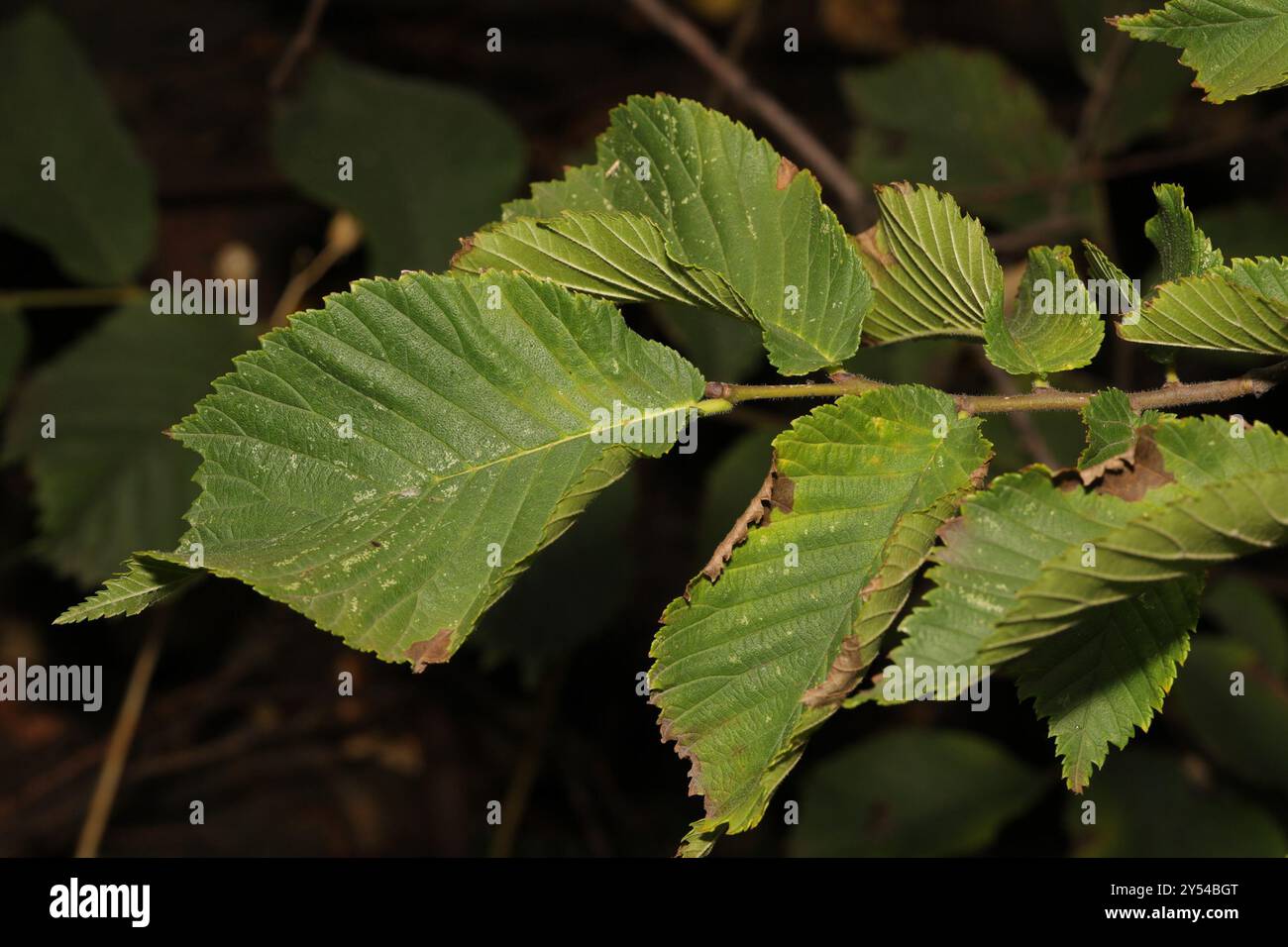Wych Elm (Ulmus glabra) Plantae Stock Photo - Alamy