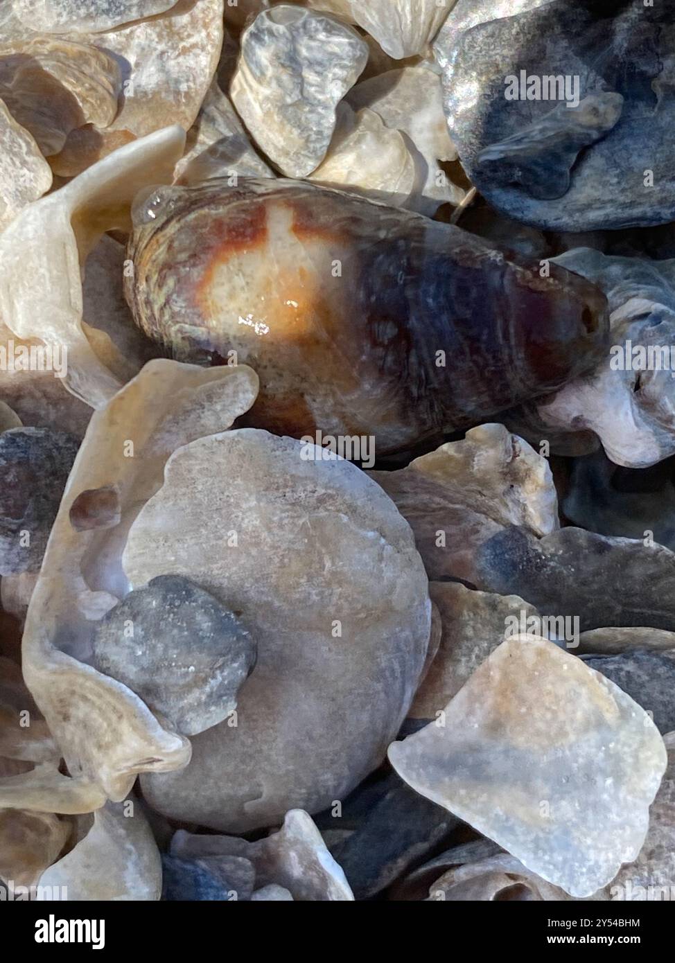Eastern Mudsnail (Ilyanassa obsoleta) Mollusca Stock Photo - Alamy