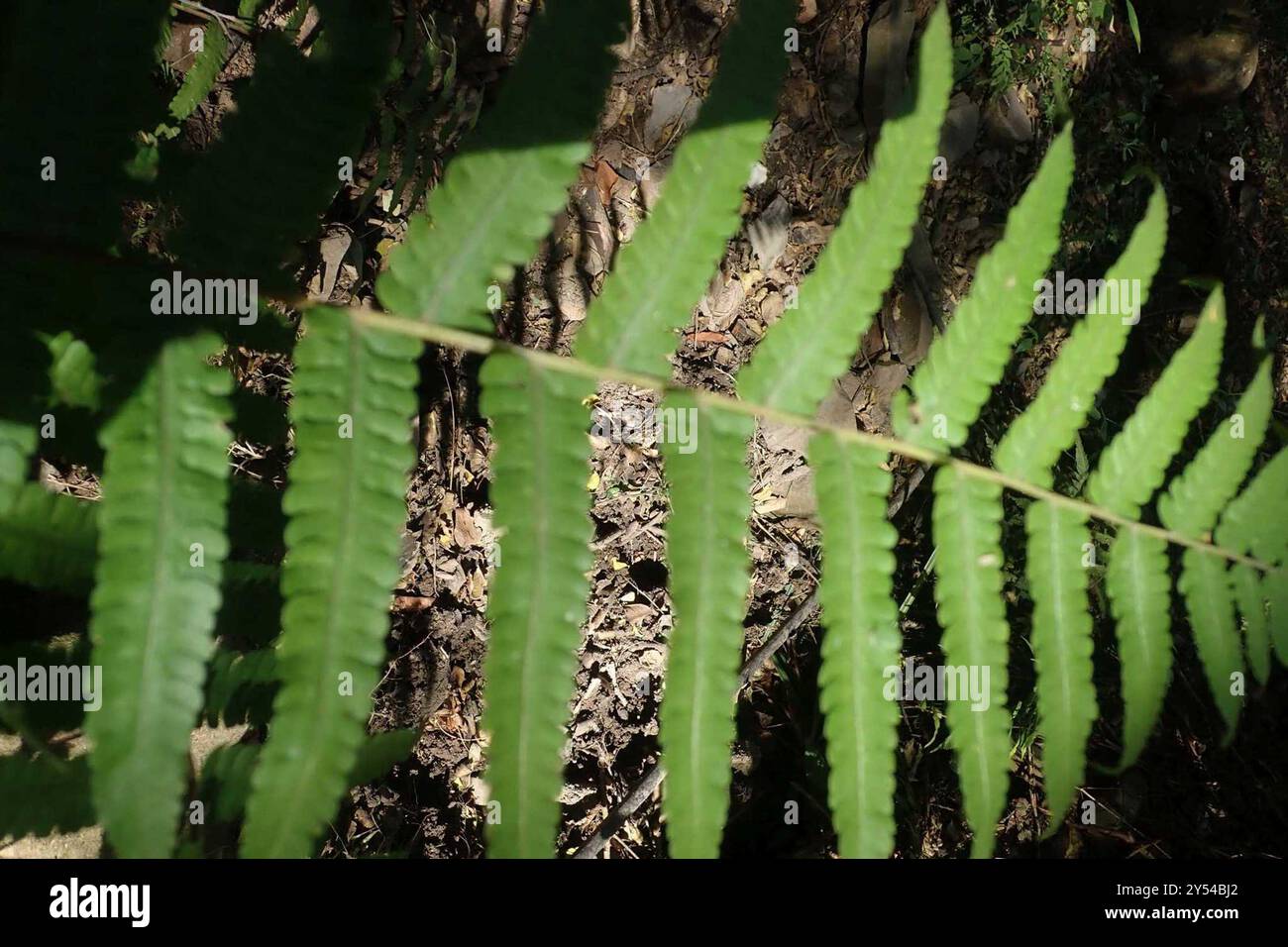 Soft Fern (Christella dentata) Plantae Stock Photo - Alamy