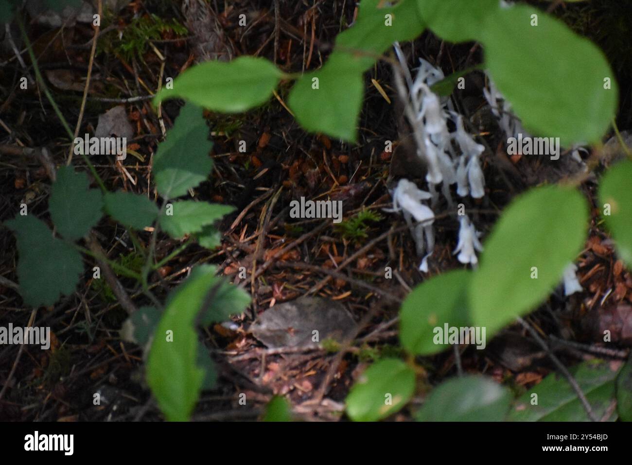 Ghost Pipe (Monotropa uniflora) Plantae Stock Photo - Alamy