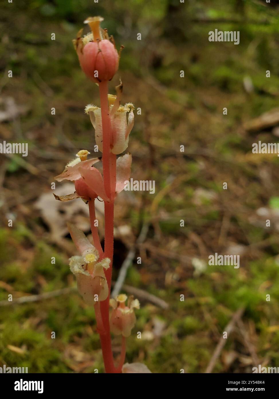 pinesap (Monotropa hypopitys) Plantae Stock Photo - Alamy