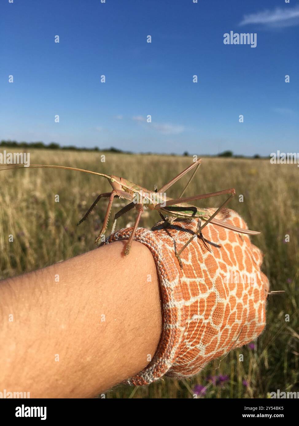Predatory Bush-cricket (Saga pedo) Insecta Stock Photo - Alamy