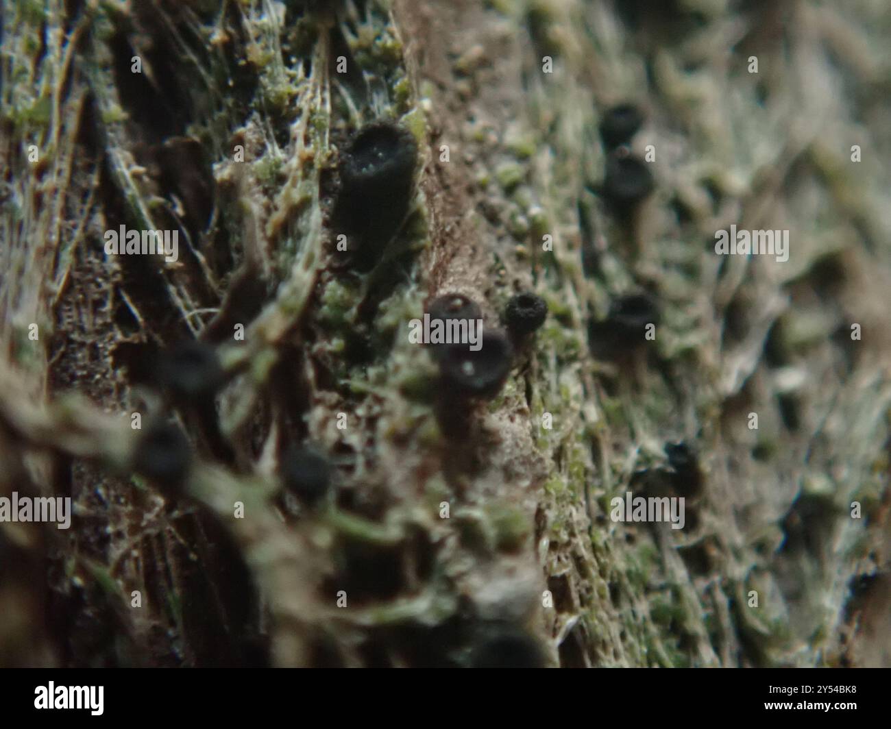 (Lopadium disciforme) Fungi Stock Photo - Alamy