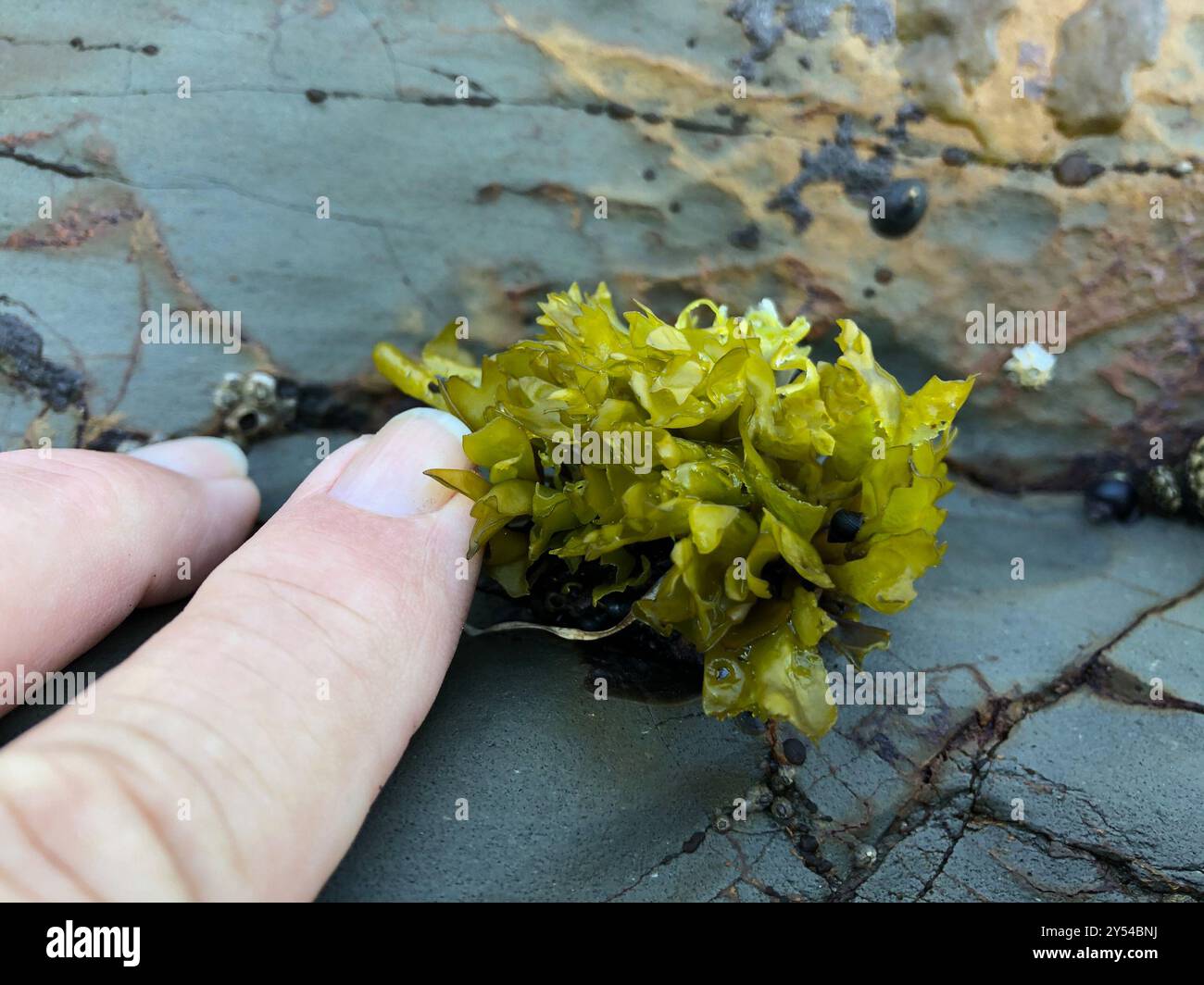 Iridescent Algae (Mazzaella) Plantae Stock Photo - Alamy