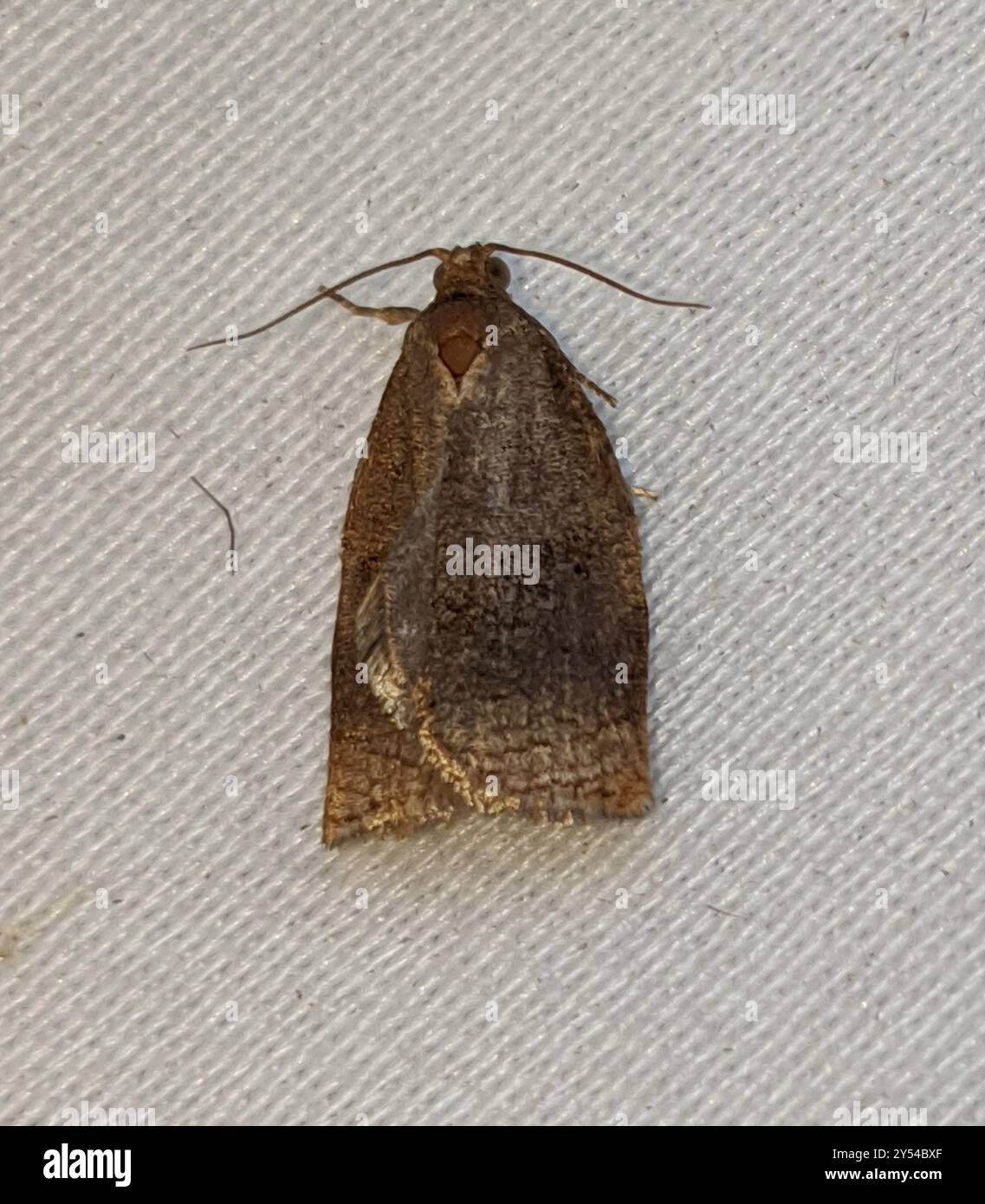 Rose Tortrix Moth (Archips rosana) Insecta Stock Photo - Alamy