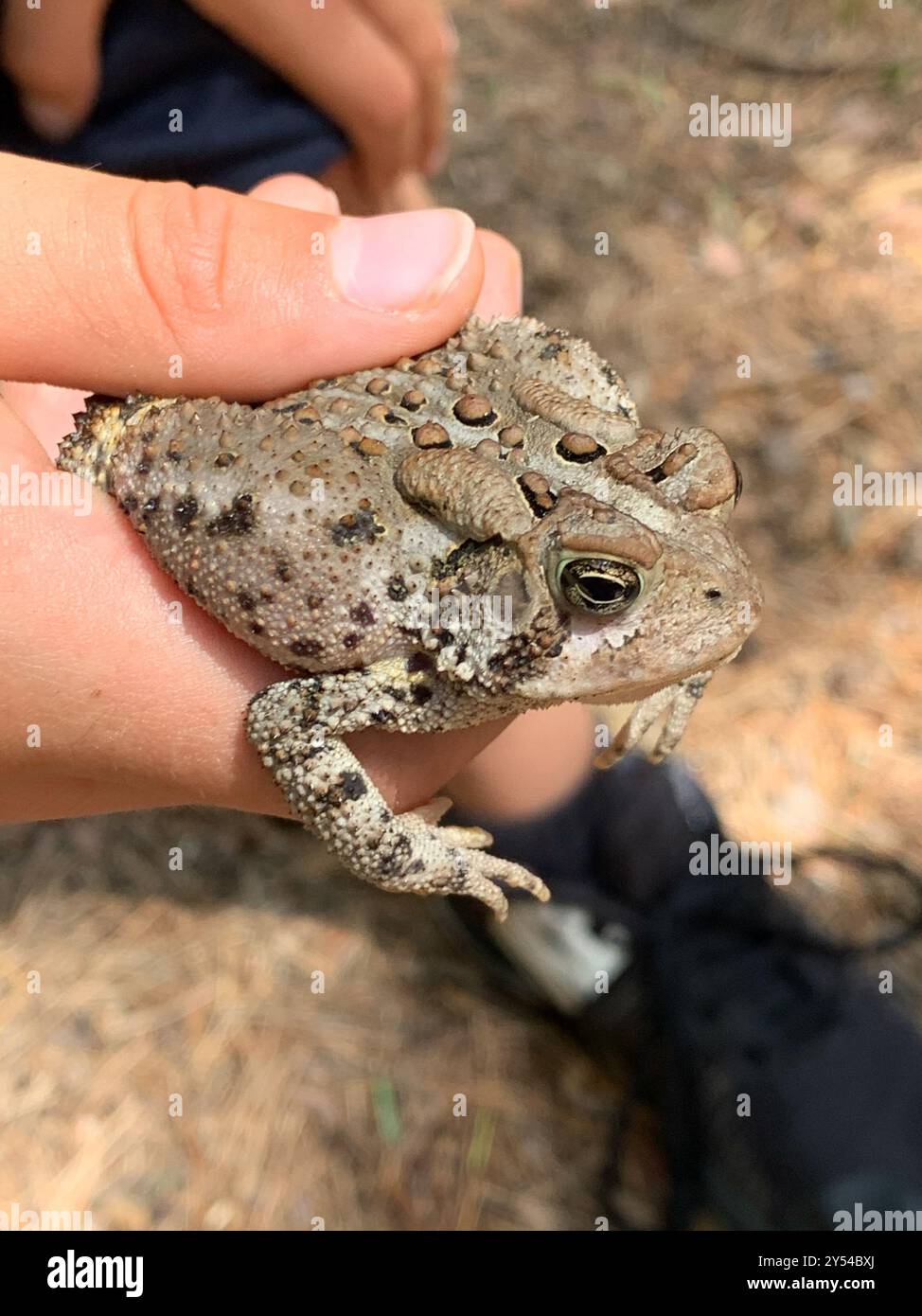 American Toad (Anaxyrus americanus) Amphibia Stock Photo - Alamy